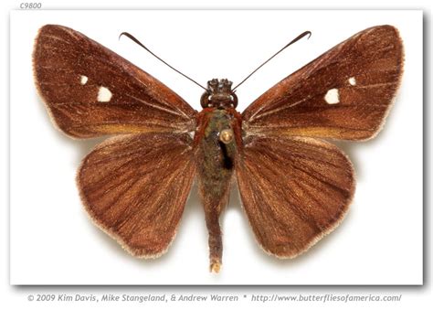 Vettius Coryna Argentus Pinned Specimens