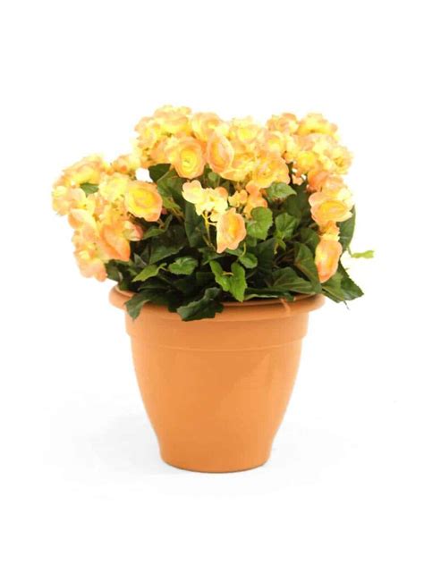 Potted Begonia Peach 45cm Eph Creative Event Prop Hire