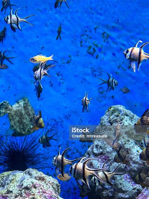 줄무늬 Banggai 추기경 의 클로즈업 이미지는 살아있는 산호 해양 수족관 바닷물 암초 탱크 말미잘 전경에 초점을 맞 춥니 다