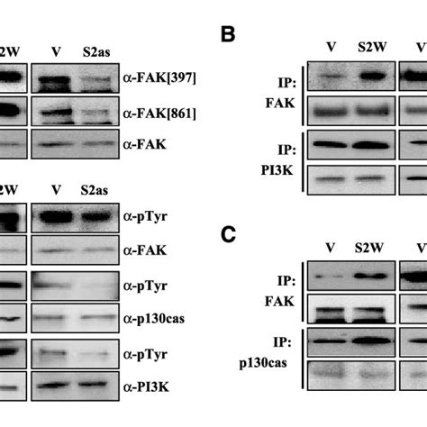 Syndecan 2 Overexpression Increases Phosphorylation And Interaction Of
