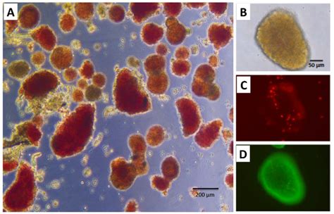 Islet Dithizone Staining And Fluorescence Viability Dyes A Islets