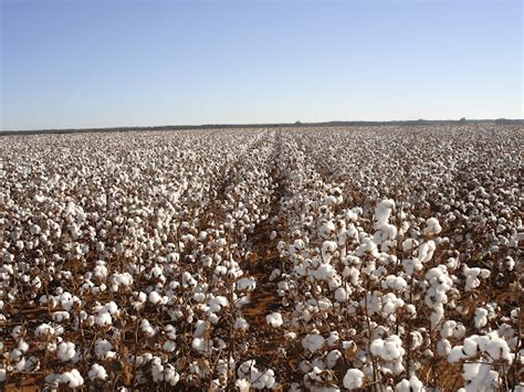 Conheça A História Da Produção De Algodão No Brasil Summit Agro