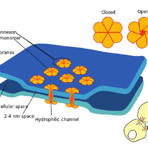 Gap Junctions Between Cells Permit Intercellular Communication Figure Download Scientific
