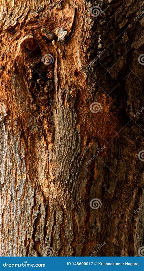Texture Of Mango Tree Stock Image Image Of Freshness 148600017