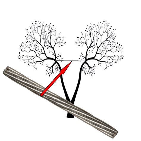 Tree Cabling