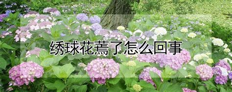 绣球花蔫了怎么回事 发财农业网