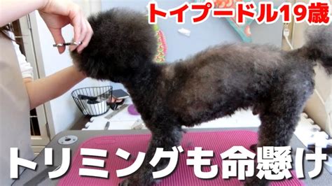 【シニア犬 トリミング】19歳キャンピングカーでトリミングに行く！！シニア犬 ＃ハイエース ＃トイプードル Youtube