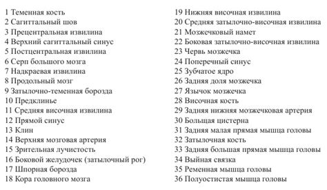 Особенности лучевой диагностики от Александра Шаховского Эталоны краниальной МРТ фронтальный срез