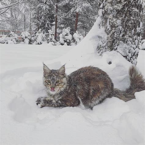 Super Whisper Collection Luna The Lynx