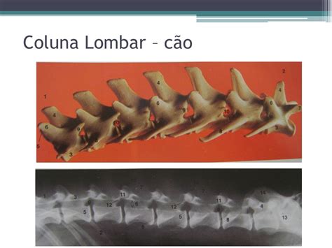 Anatomia E Fisiologia VeterinÁria Aplicada À Radiologia Ppt Video