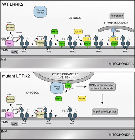 Lrrk2 Recruitment Activity And Function In Organelles Pmc