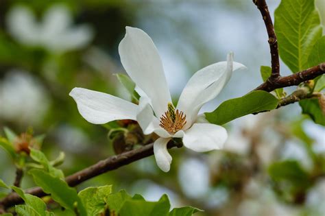 About — Magnolia Massage