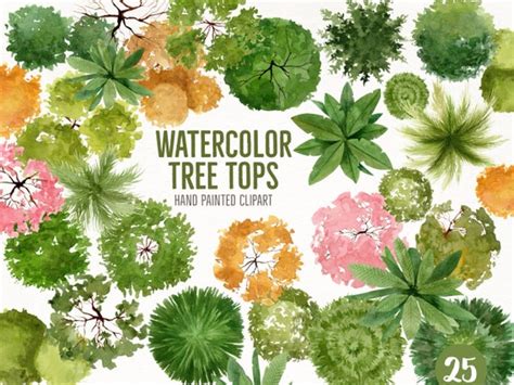 Watercolor Tree Top View Landscape Tree Plan View Landscape Etsy