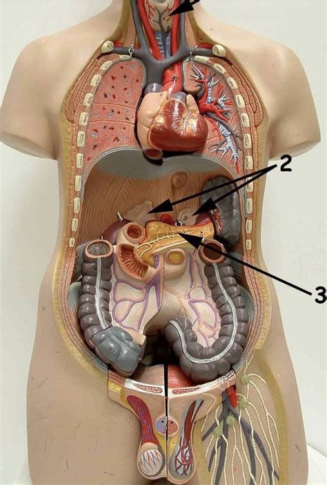 Endocrine Diagram Quizlet