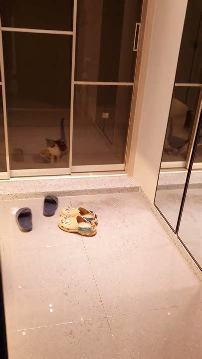 집 들어갈 때 마중 나오는 고양이 Youtube