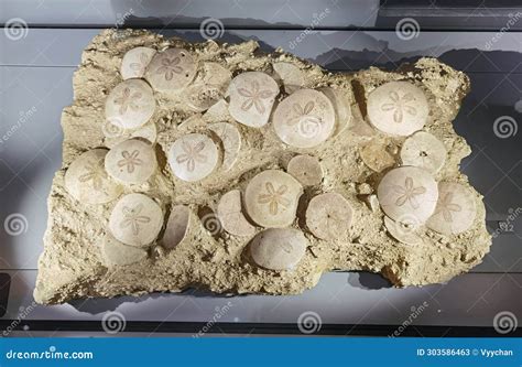 10000 Years Fossil Stone Rock France Scutella Sp Echinoderm Sand Dollar Holocene Geology Shell