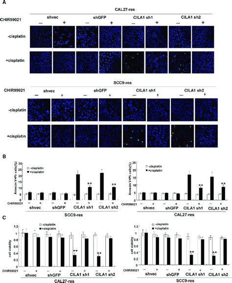 The Wntb Catenin Signaling Pathway Mediates Cila1 Induced