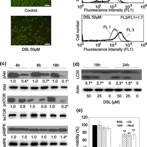 Desloratadine Induce Ampkmtor Dependent Autophagy In U251 Cells The