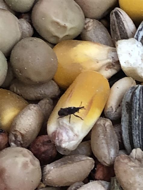 Weevil Party In My Birds Food Rweeviltime