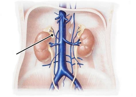 Ap Ii Lab Urinary System Naming Flashcards Quizlet