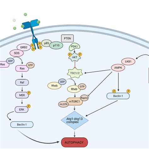 Autophagy Signalling Pathways Multiple Signalling Pathways Some Of
