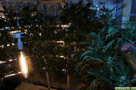 DIY Recirculating DWC PVC Tube 420 Magazine