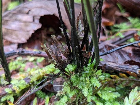 Asplenium Cuspidatum Ferns And Lycophytes Of The World