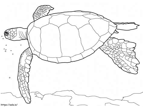 Hawaiian Green Sea Turtle Coloring Page
