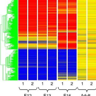 Heat Map Showing Genes Clustered According To Expression During