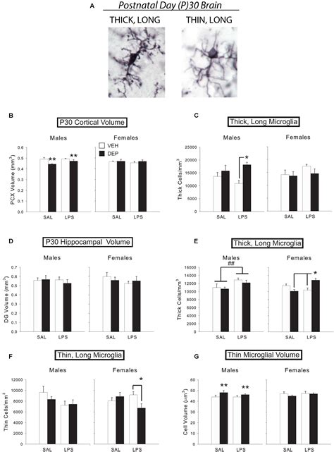 Frontiers Gestational Exposure To Air Pollution Alters Cortical
