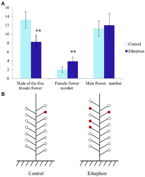 Effect Of Ethephon On Floral Sex Differentiation Of Pumpkin A Node