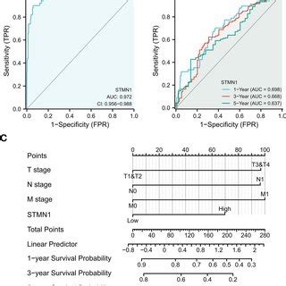 ROC Analysis Of STMN1 And Nomogram Model A ROC Curve For Diagnosis To