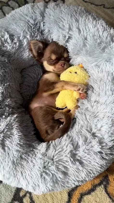 Pin di Мария su Ваши пины | Cuccioli di chihuahua, Cani e cuccioli ...