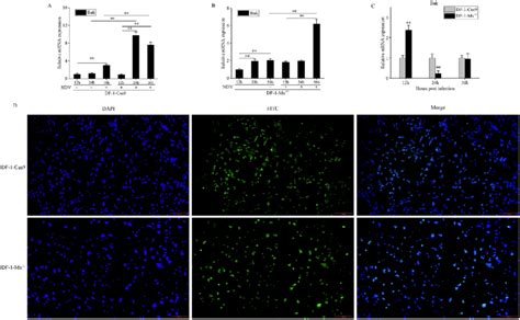 Mx Deletion Promoted Cell Apoptosis A−c The Relative Expression Of