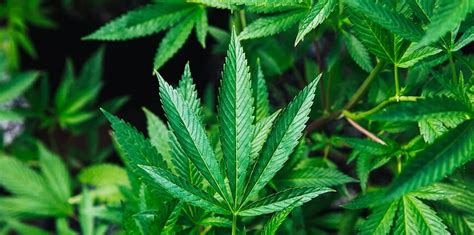 Does CBD Get You High CBD And THC FAQs Panacea