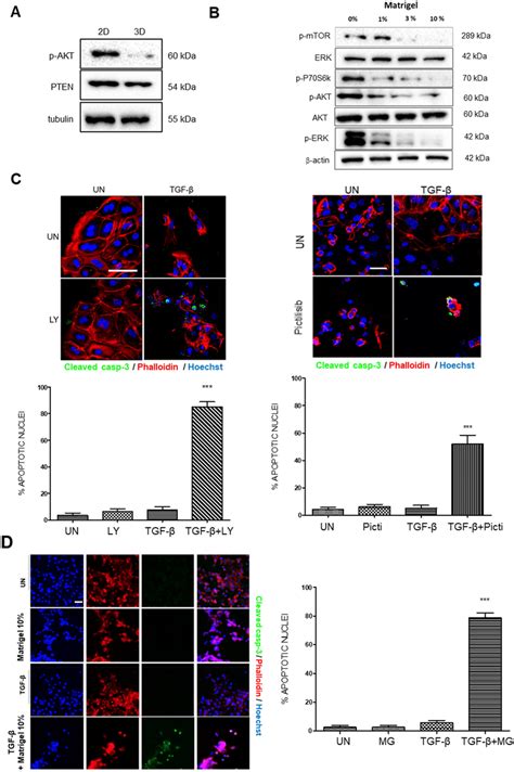 A Western Blot Analysis Of Phosphorylated Akt P Akt And Pten On