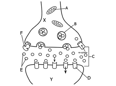 Neurotransmitters Betekenis
