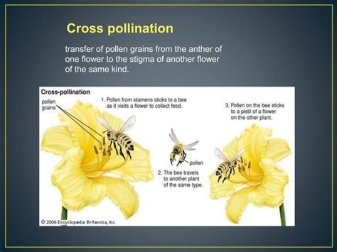 Seed Propagation Agribotany PPTX Gardening Home Garden