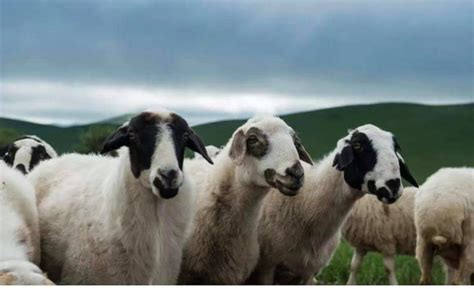 Амьд мал мах худалдах худалдан авах нэгдсэн зарын групп Facebook