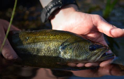 Winter Bass Fishing Tips Monsterbass