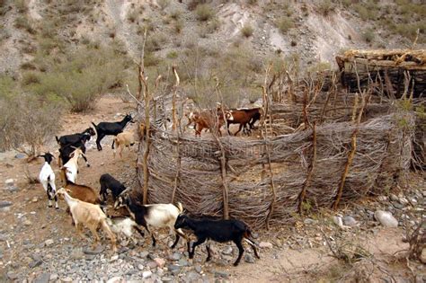 Cabras En Un Corral Imagen De Archivo Imagen De Melenudo 4031375