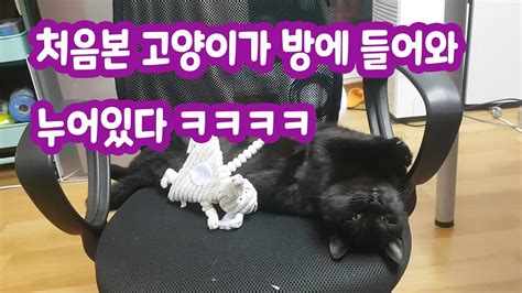 너 언제들어왔니 처음본 고양이가 방에 들어와 누워있다 ㅎㅎㅎㅎ Youtube