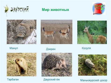 Государственный природный биосферный заповедник Даурский Online