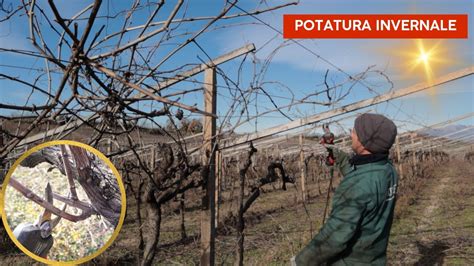 COME POTARE LA VITE A Pergola YouTube