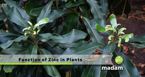 Functions Of Zinc In Plants Biomadam