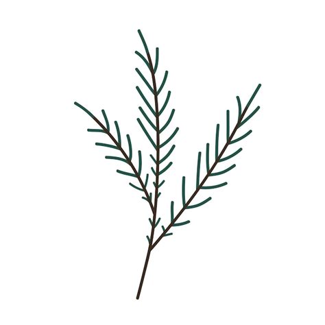 Premium Vector Hand Drawn Christmas Tree Branch Isolated On White