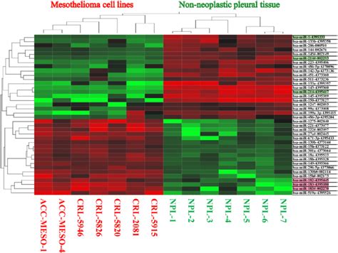 Supervised Hierarchical Clustering Of Differentially Expressed Mirnas Download Scientific