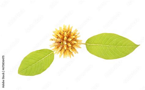 Flower Mitragyna Speciosa Korth With Leaves Isolated On White