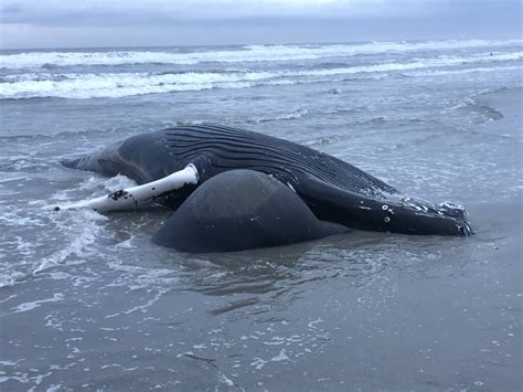 Murphy Says No To Stoppage Of Offshore Work After 7 Dead Whales Wash