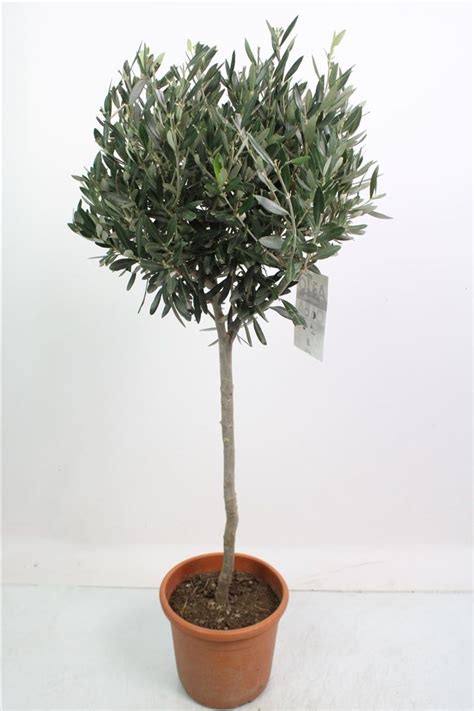Olea Europaea — Plant Wholesale Floraccess